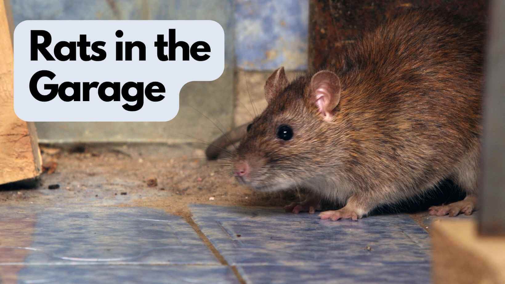 Rats In The Garage (Get Rid Of Them Quickly And Effectively)